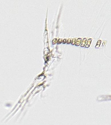 EcoTaxa Planktoscope Pollina 2020 20microns