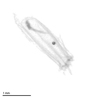 EcoTaxa Zooscan point B Regent 680 2002 2003 - Siphonophorae