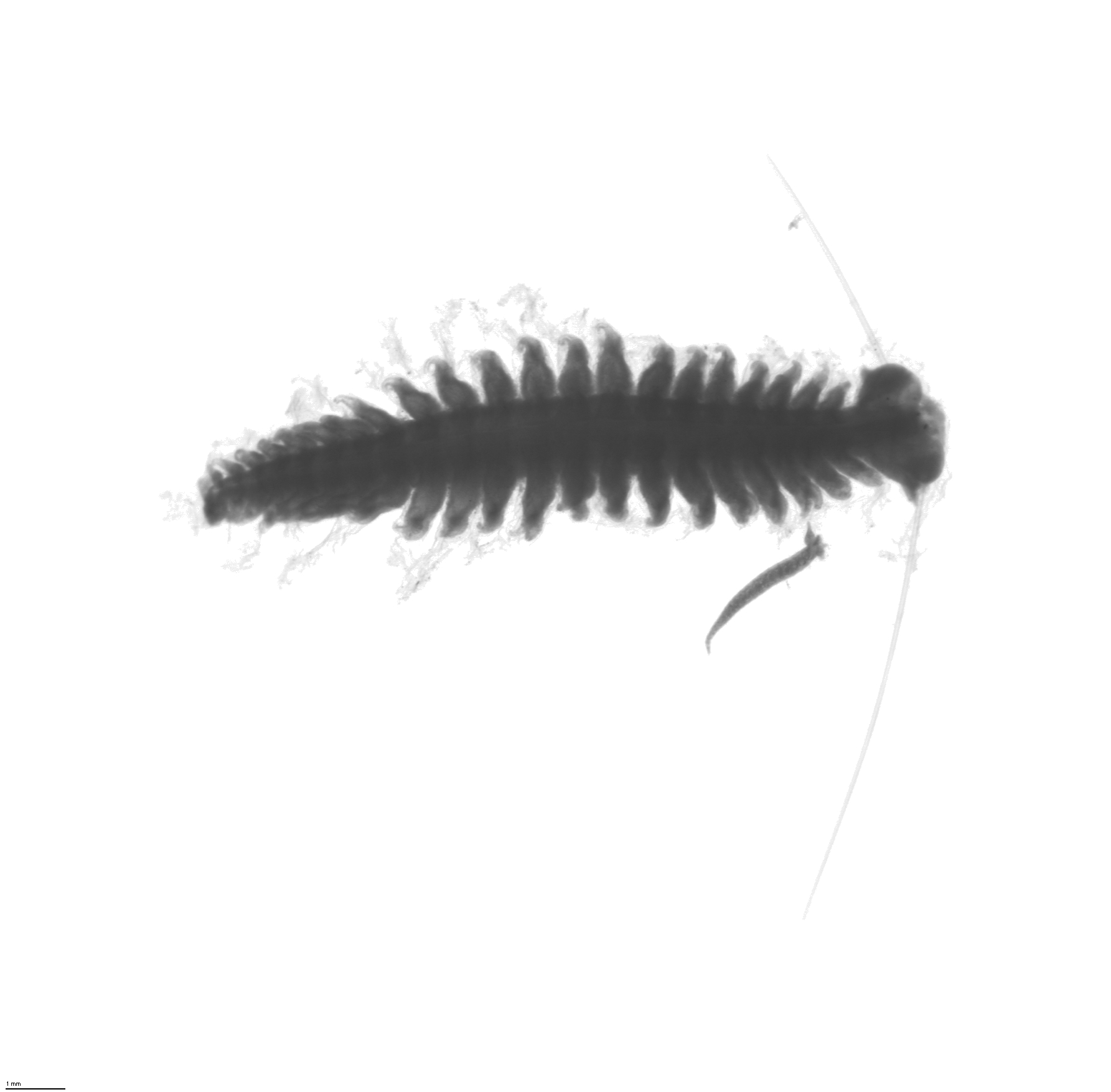 EcoTaxa _Zooscan_Reference