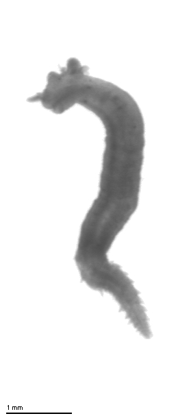 EcoTaxa _Zooscan_Reference
