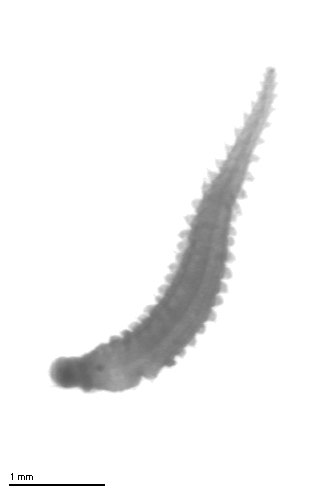 EcoTaxa _Zooscan_Reference