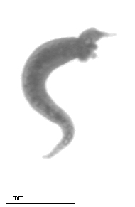 EcoTaxa _Zooscan_Reference