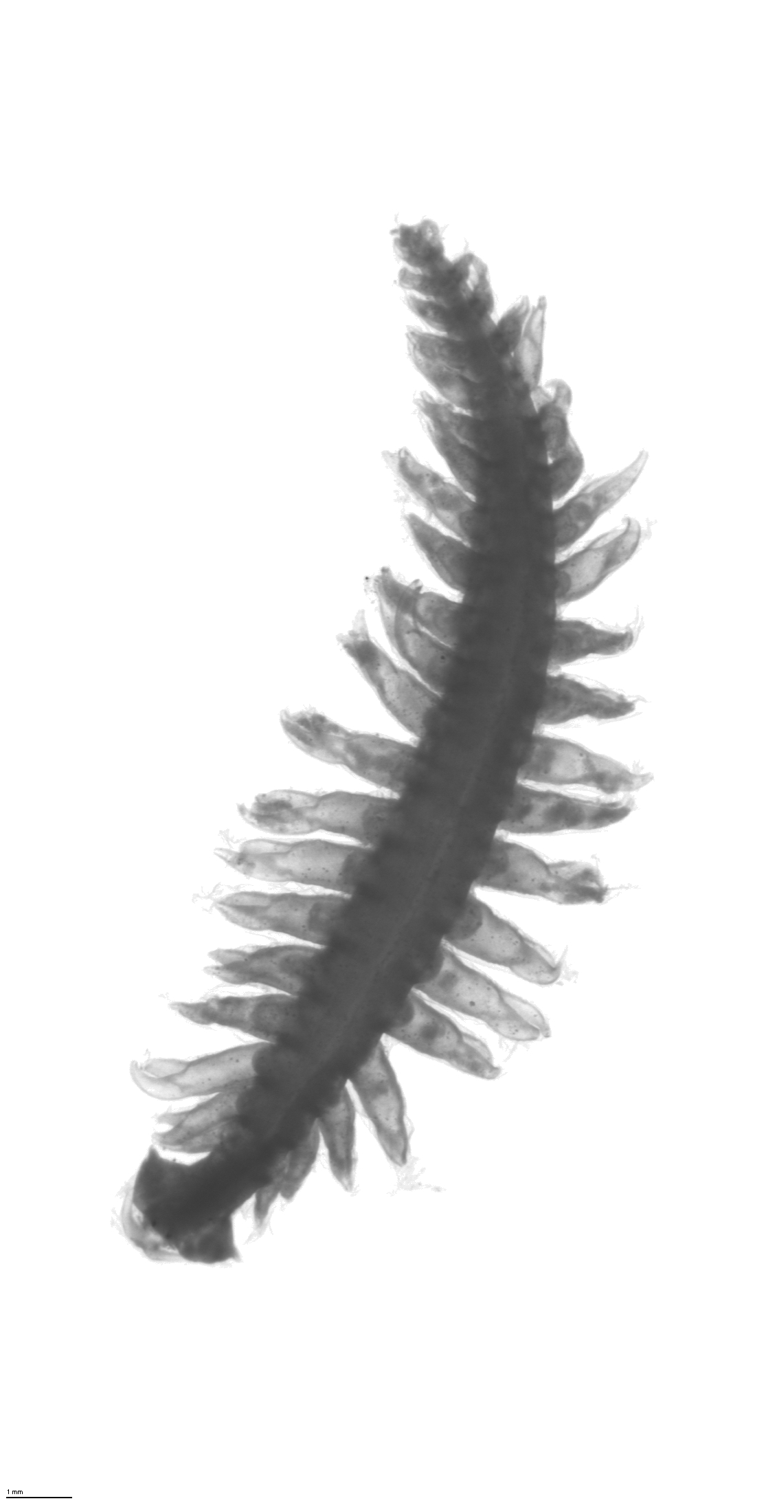 EcoTaxa _Zooscan_Reference