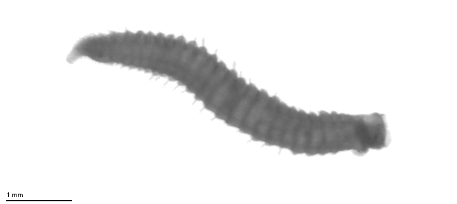 EcoTaxa _Zooscan_Reference