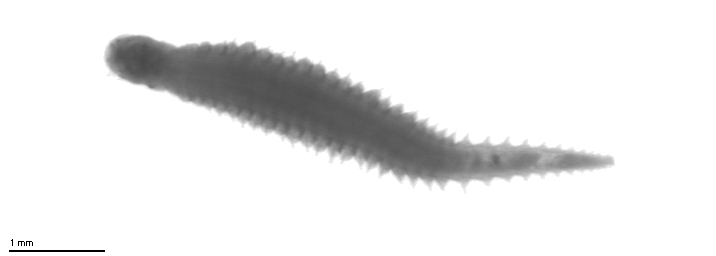 EcoTaxa _Zooscan_Reference