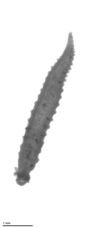 EcoTaxa _Zooscan_Reference