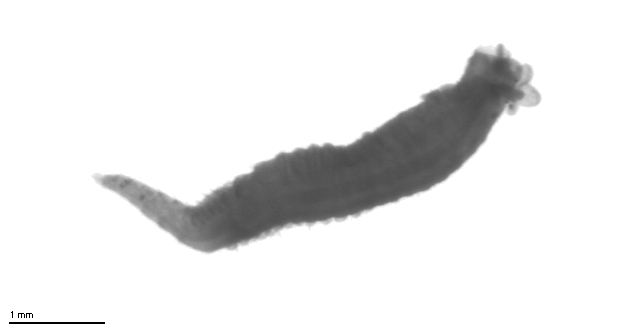 EcoTaxa _Zooscan_Reference