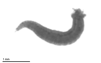 EcoTaxa _Zooscan_Reference