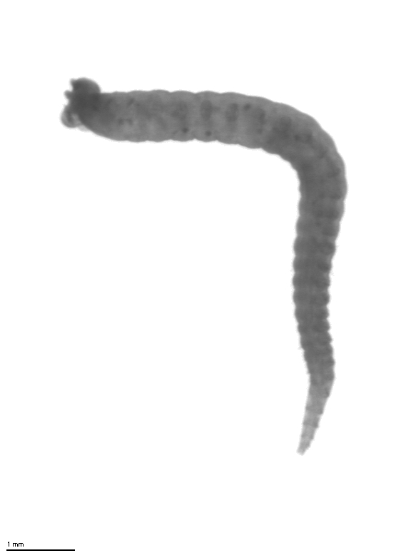 EcoTaxa _Zooscan_Reference