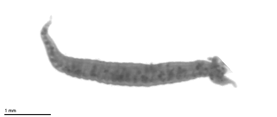 EcoTaxa _Zooscan_Reference