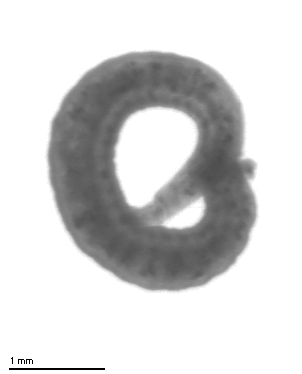 EcoTaxa _Zooscan_Reference