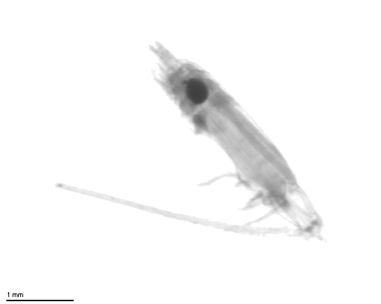 EcoTaxa _Zooscan_Reference