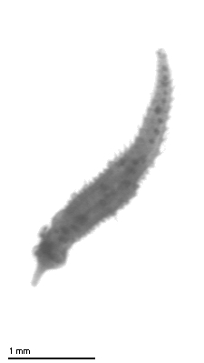 EcoTaxa _Zooscan_Reference