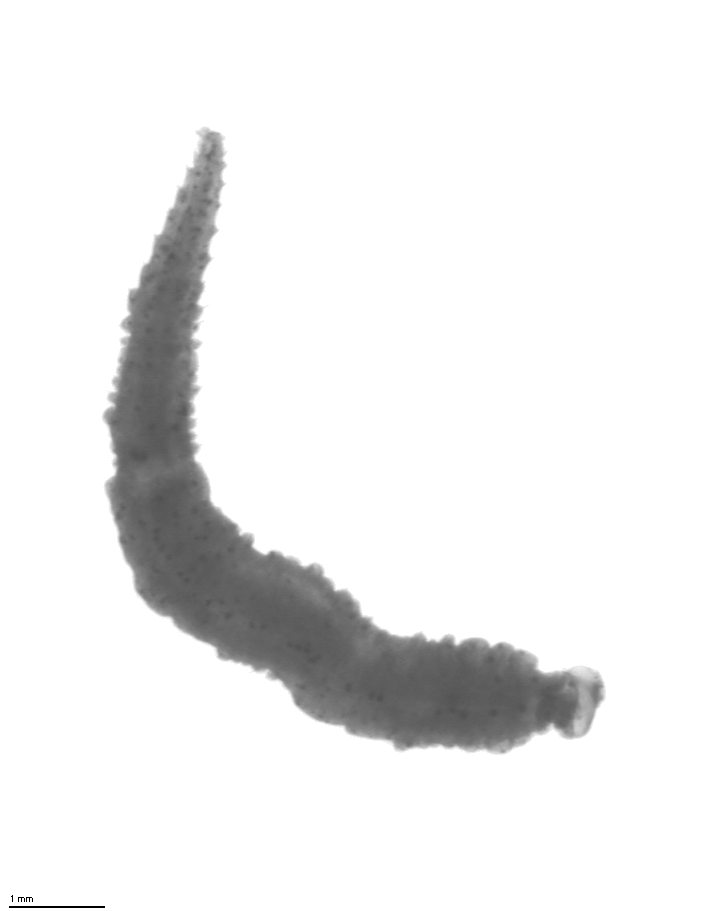 EcoTaxa _Zooscan_Reference