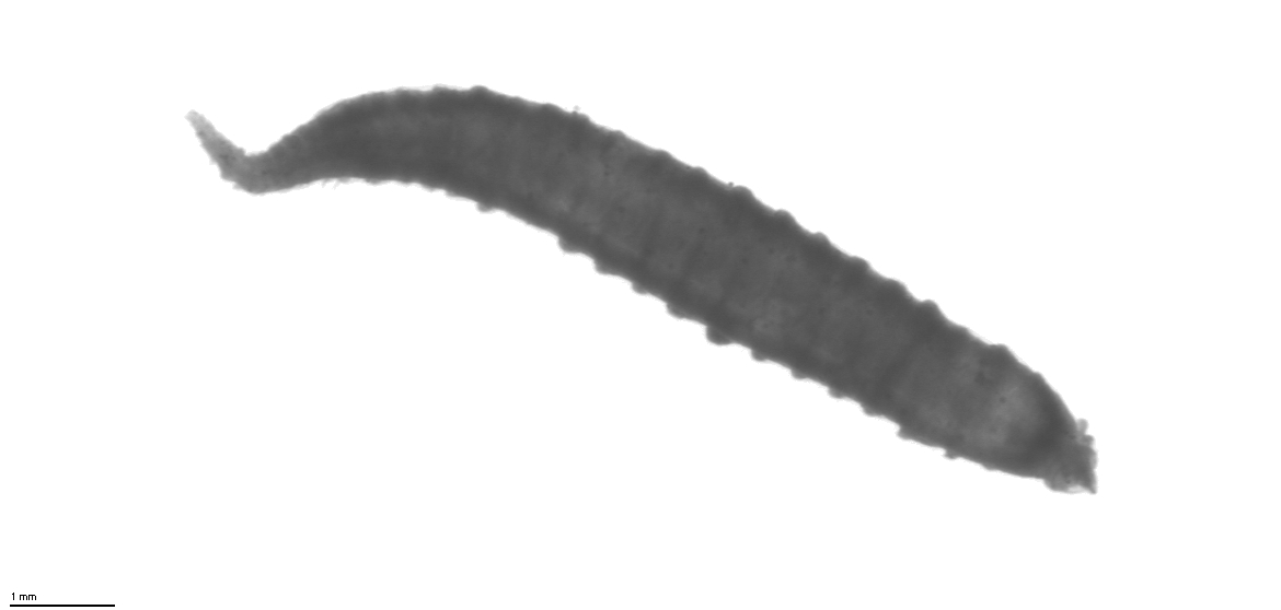 EcoTaxa _Zooscan_Reference