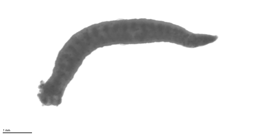 EcoTaxa _Zooscan_Reference