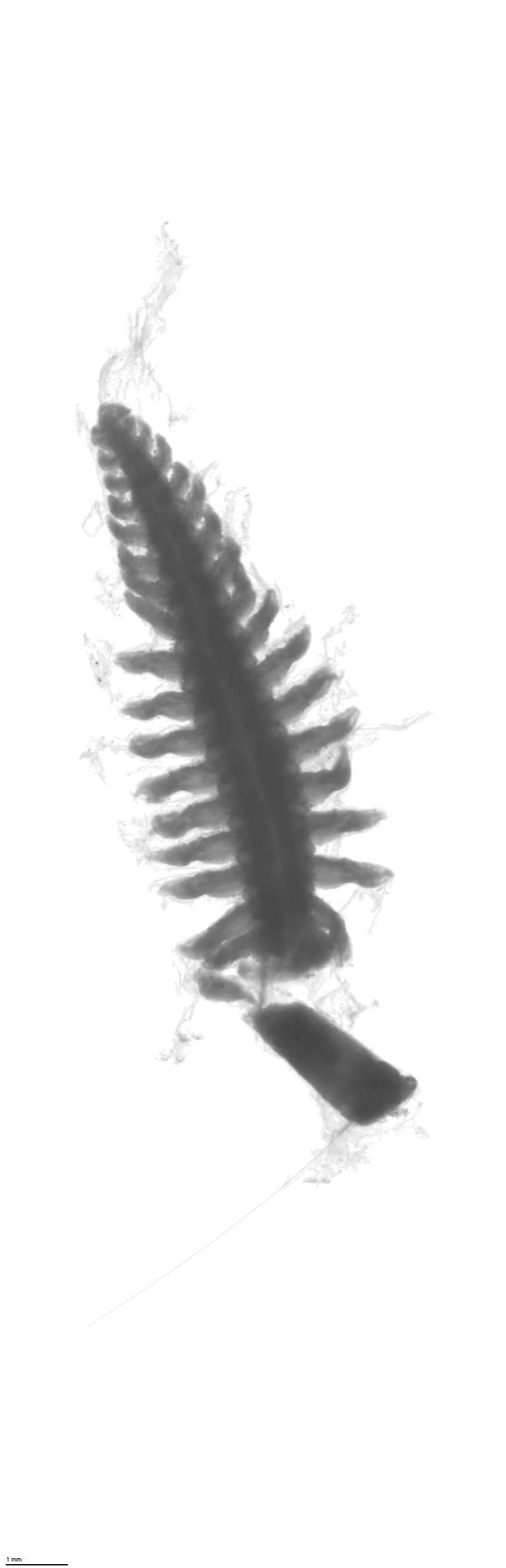 EcoTaxa _Zooscan_Reference