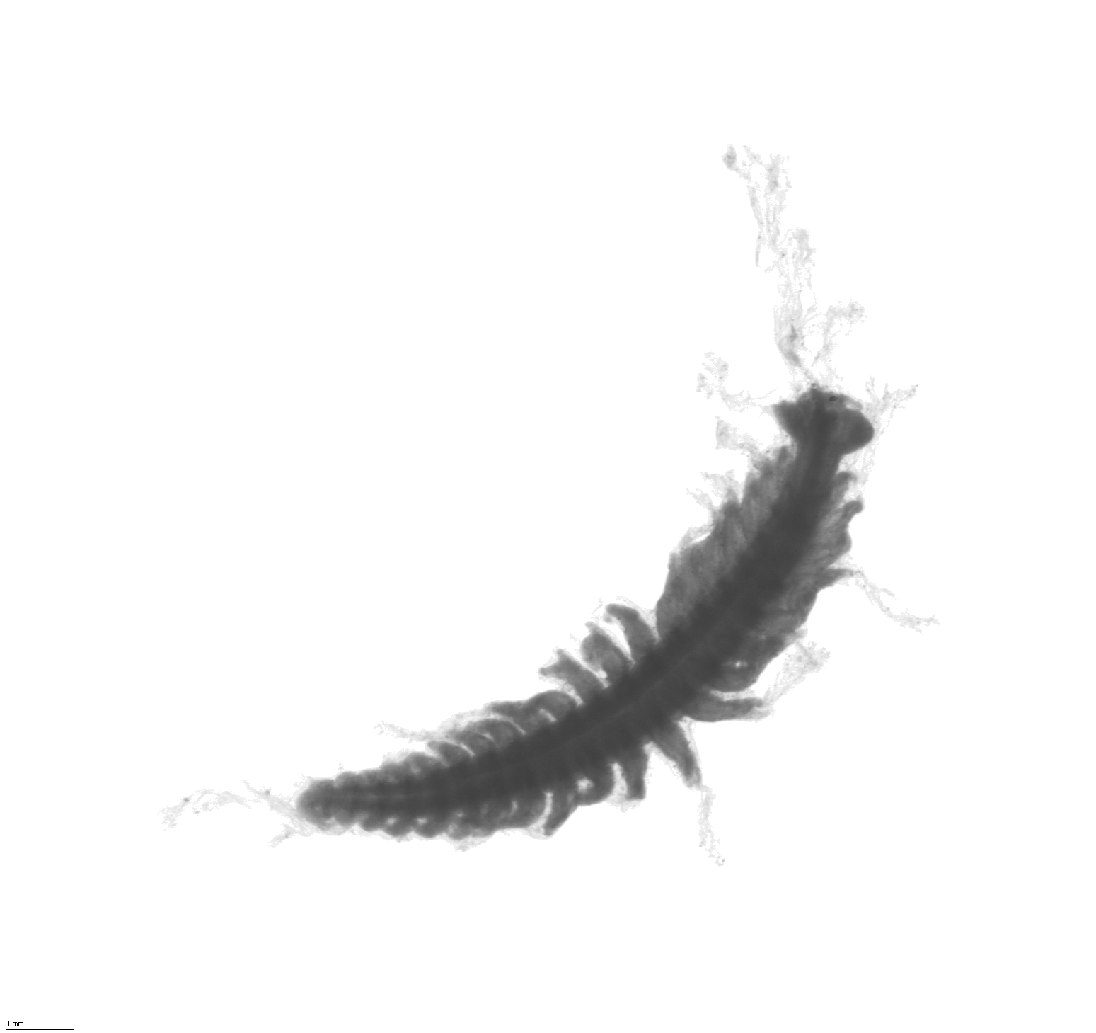 EcoTaxa _Zooscan_Reference