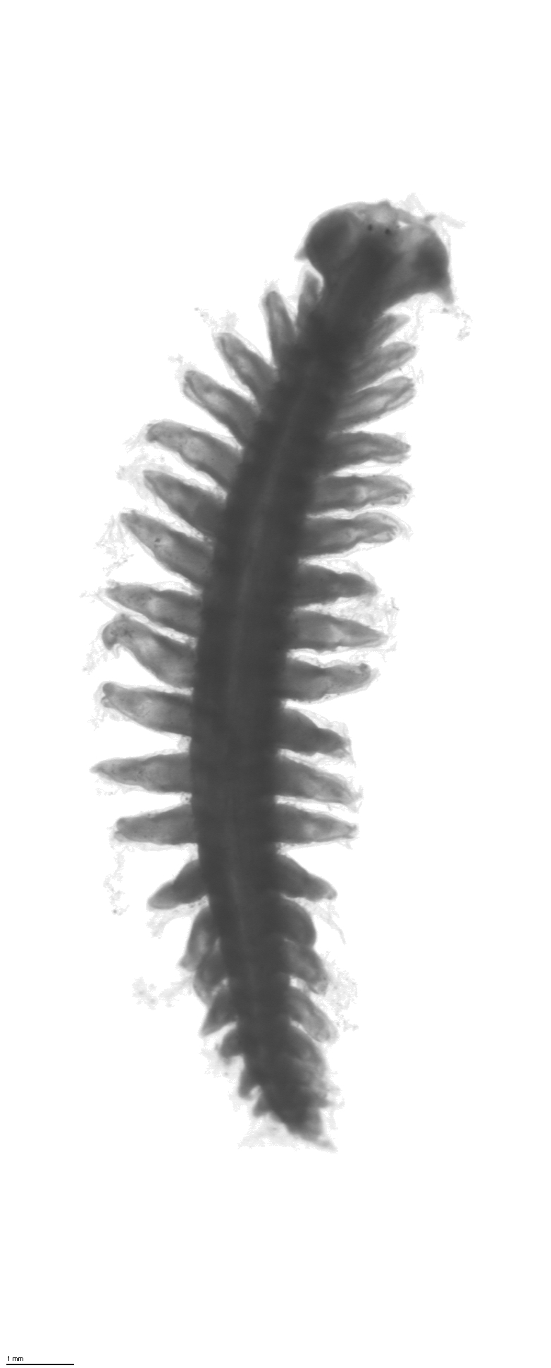 EcoTaxa _Zooscan_Reference