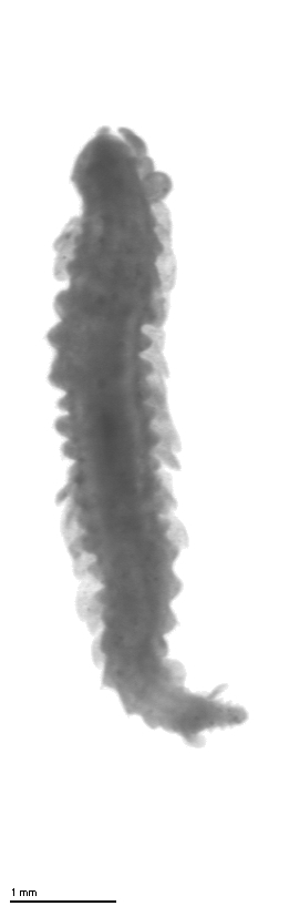 EcoTaxa _Zooscan_Reference