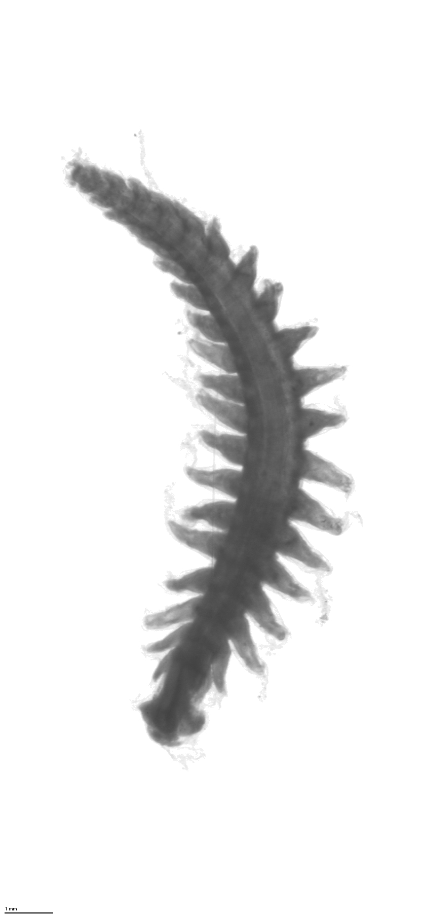 EcoTaxa _Zooscan_Reference