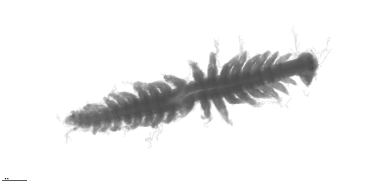 EcoTaxa _Zooscan_Reference