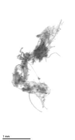 EcoTaxa hosoda_mr12040