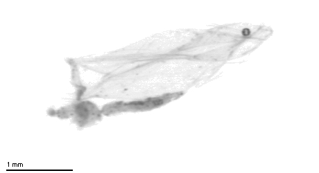 EcoTaxa Zooscan Tara Oceans 2009 2013 Regent 680 sn033