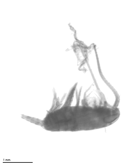 EcoTaxa _Planktoscope_Reference
