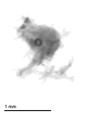 EcoTaxa hosoda_mr12052