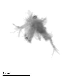 EcoTaxa hosoda_mr12052