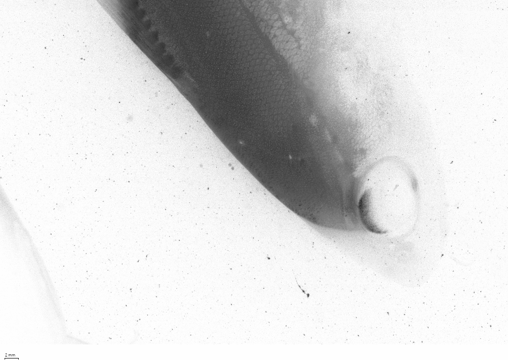 EcoTaxa uvp6_sn000237lp_2024_anerissmartbay_UVoff
