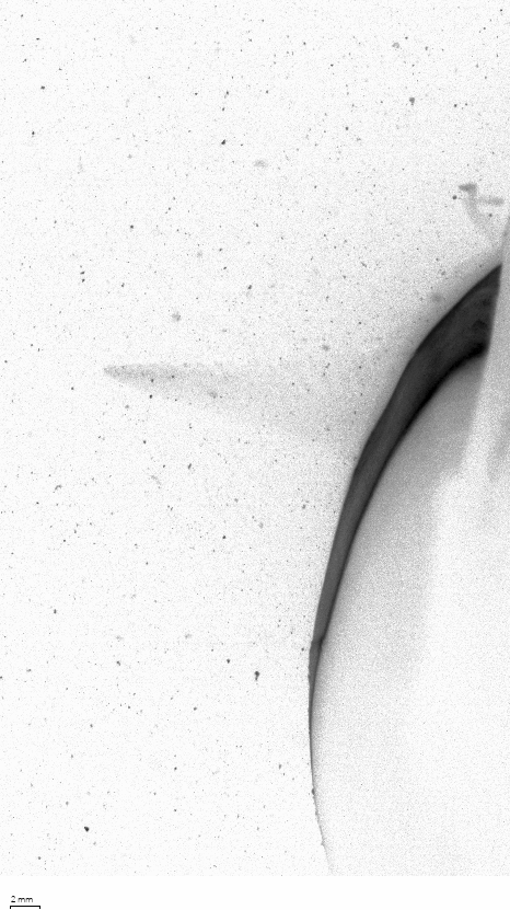 EcoTaxa uvp6_sn000237lp_2024_anerissmartbay_UVoff
