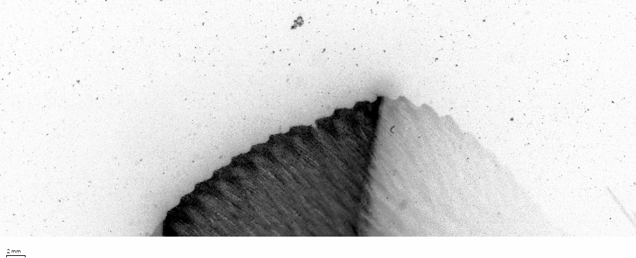 EcoTaxa uvp6_sn000237lp_2024_anerissmartbay_UVoff