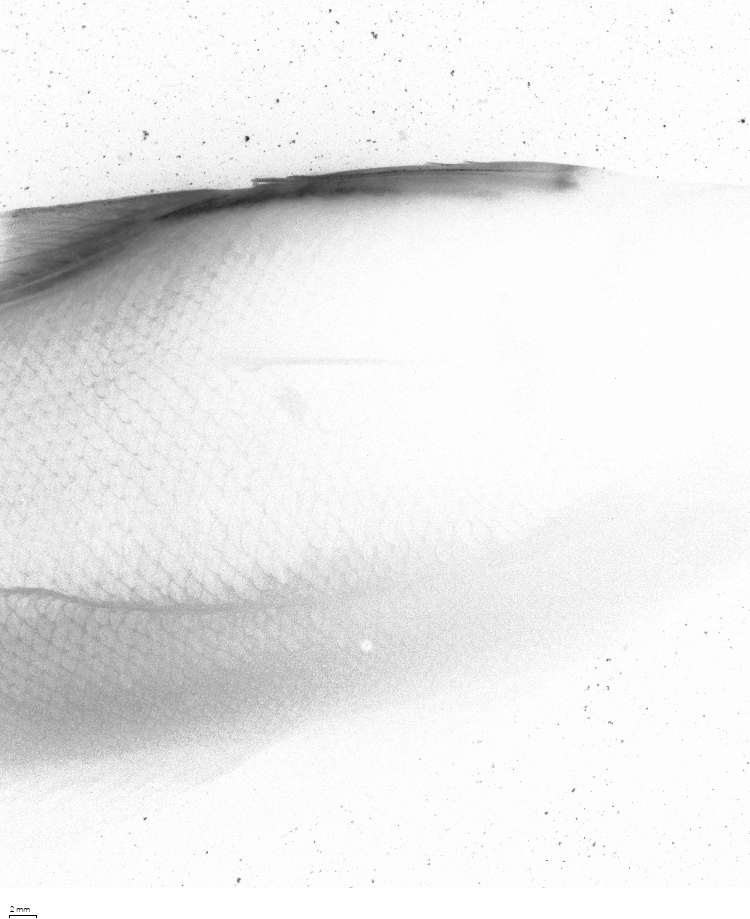 EcoTaxa uvp6_sn000237lp_2024_anerissmartbay_UVoff