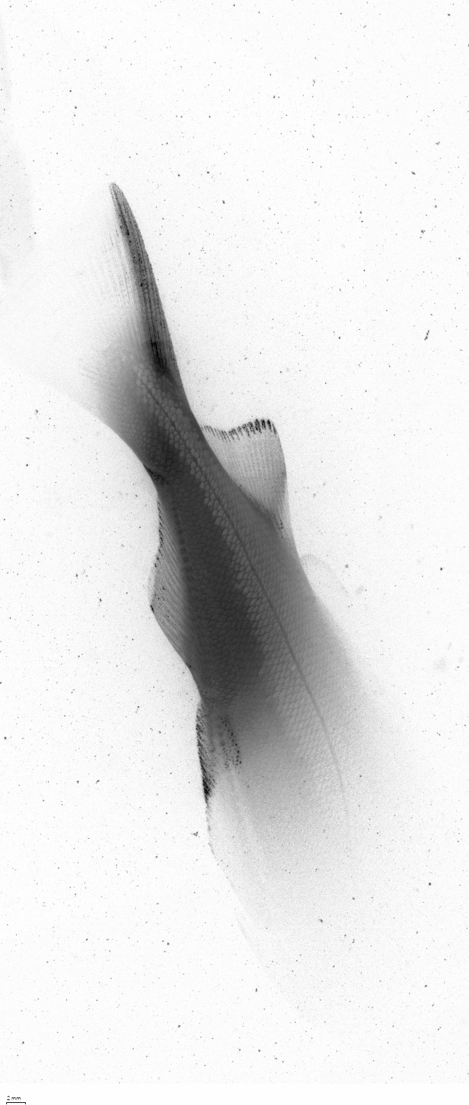EcoTaxa uvp6_sn000237lp_2024_anerissmartbay_UVoff