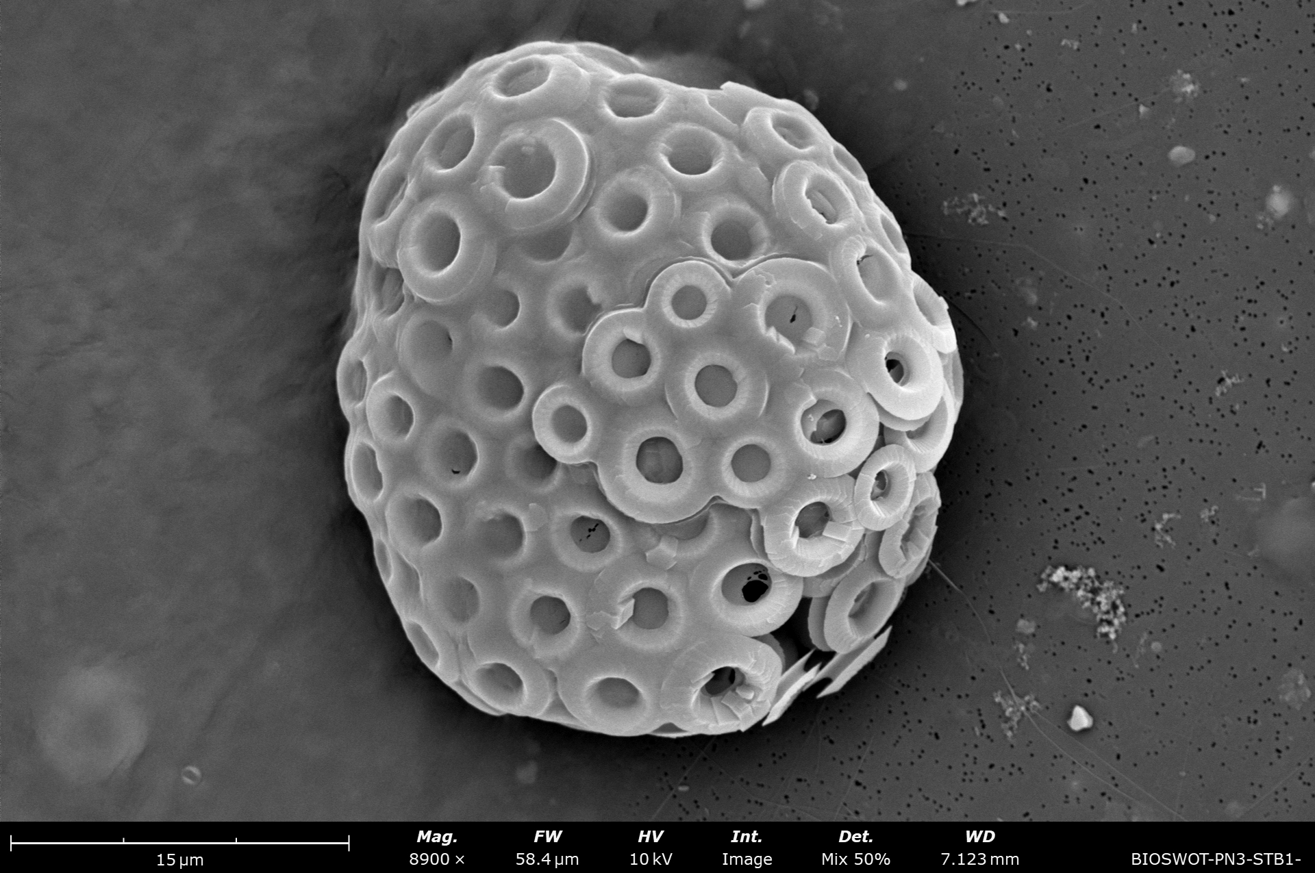EcoTaxa SEM-Reference-Coccos
