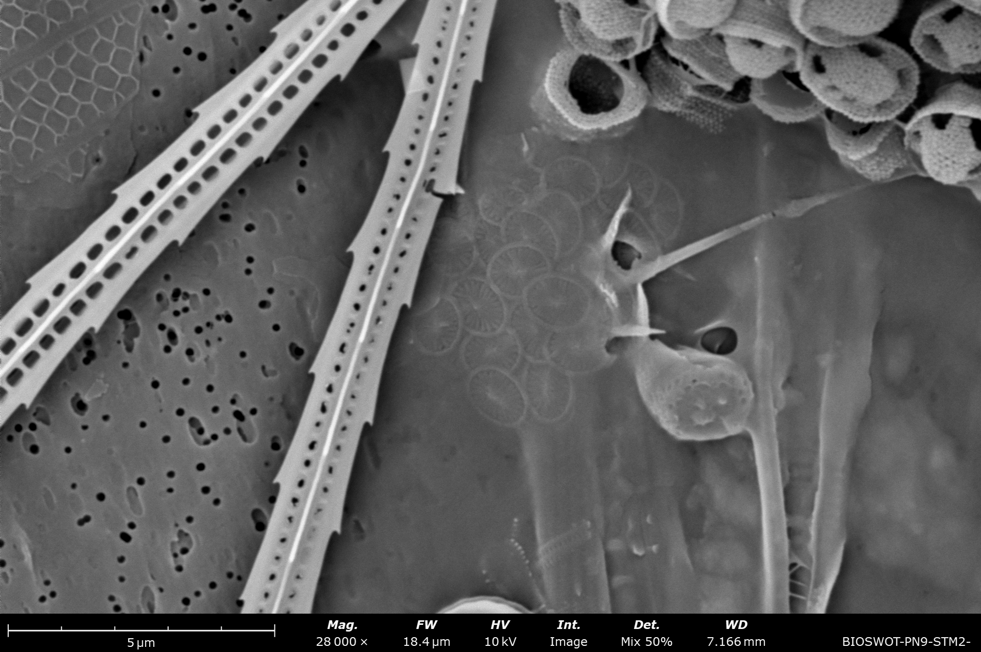EcoTaxa SEM-Reference-Coccos