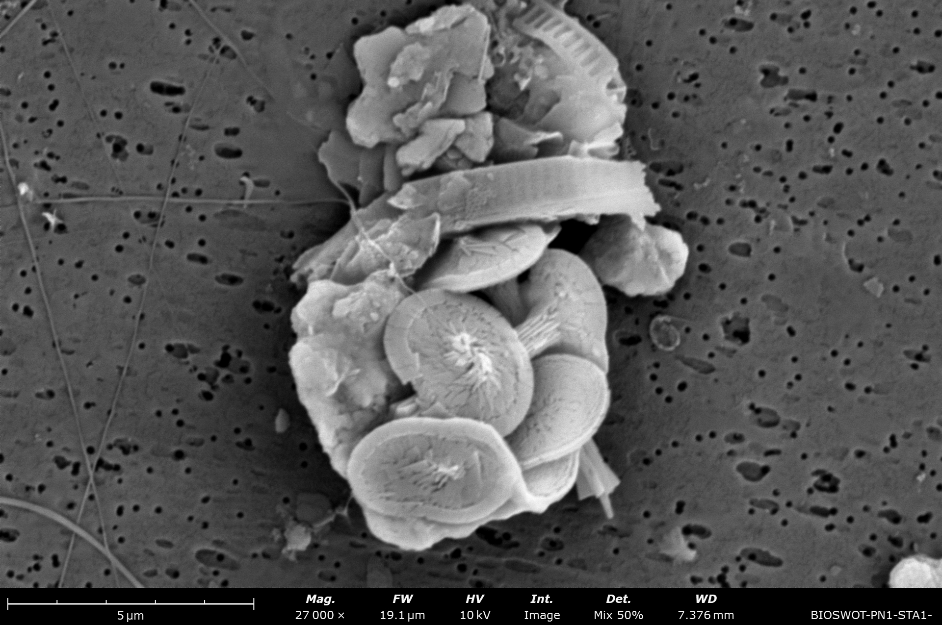 EcoTaxa SEM-Reference-Coccos