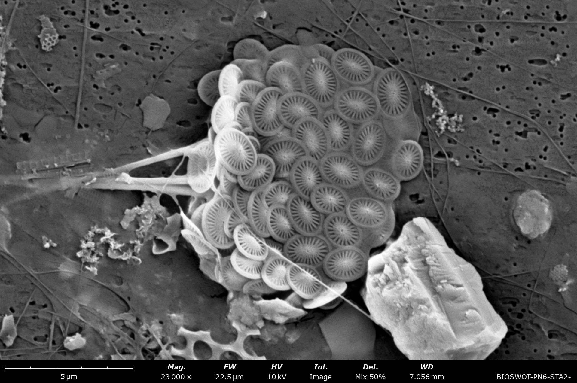 EcoTaxa SEM-Reference-Coccos