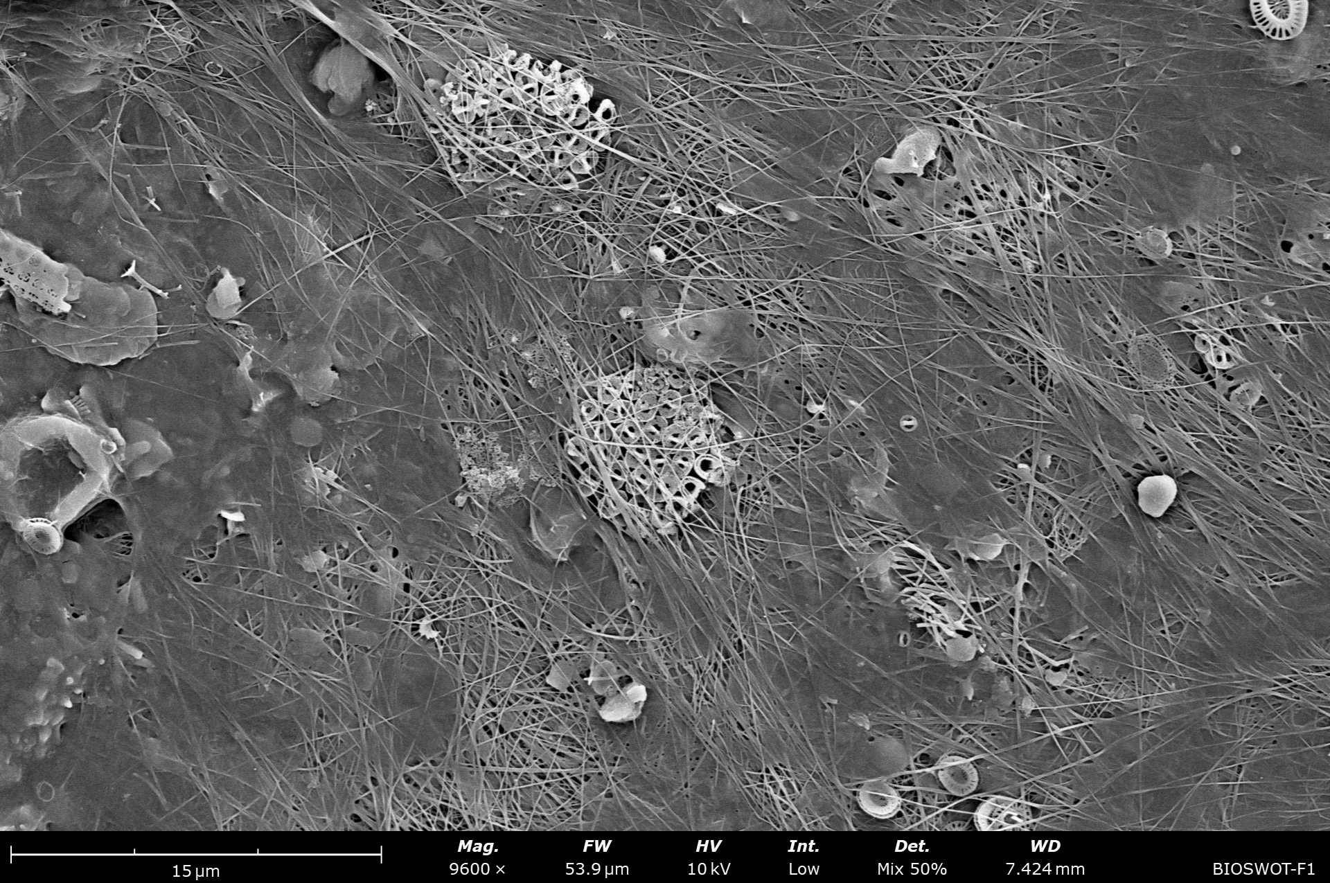 EcoTaxa SEM-Reference-Coccos