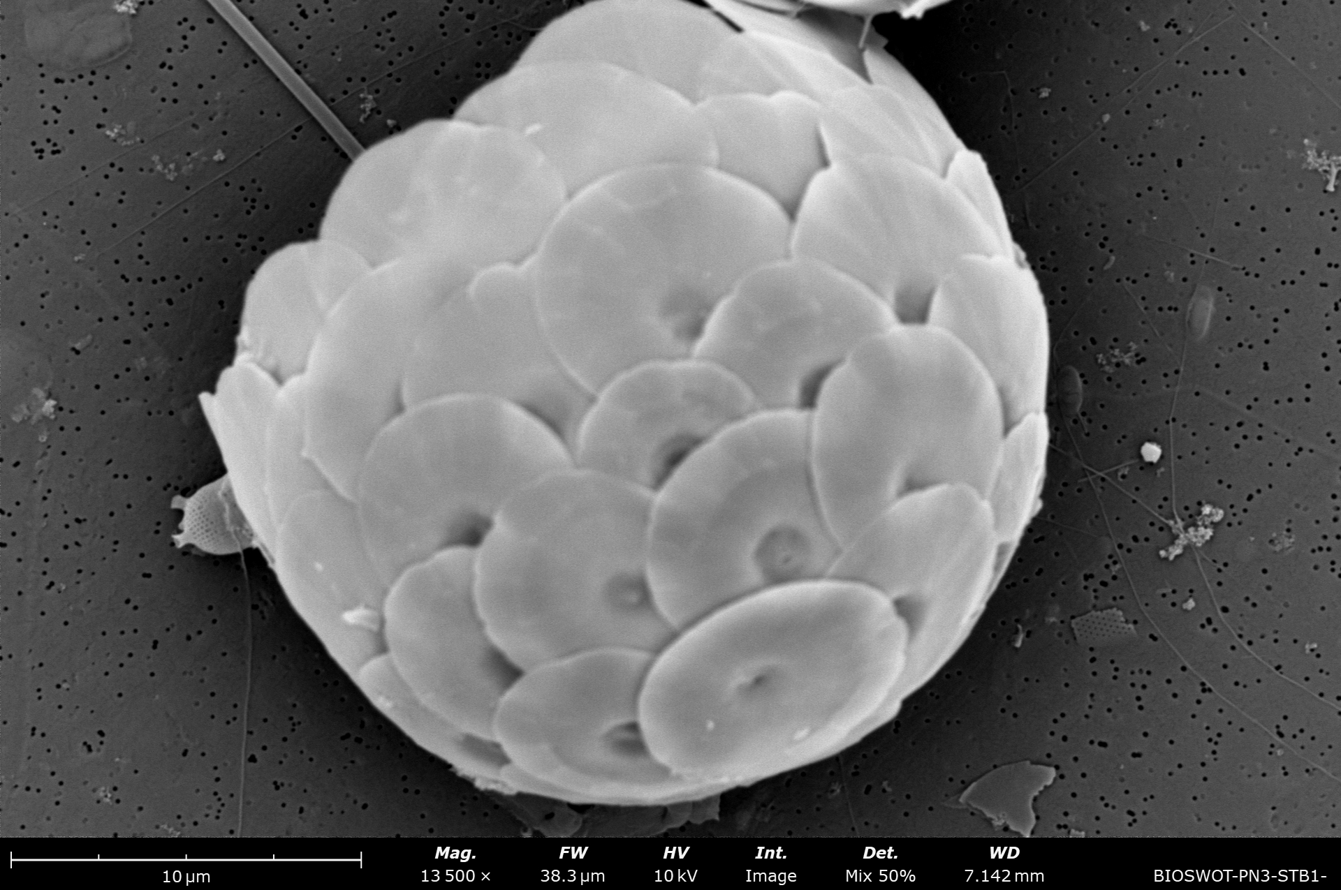 EcoTaxa SEM-Reference-Coccos
