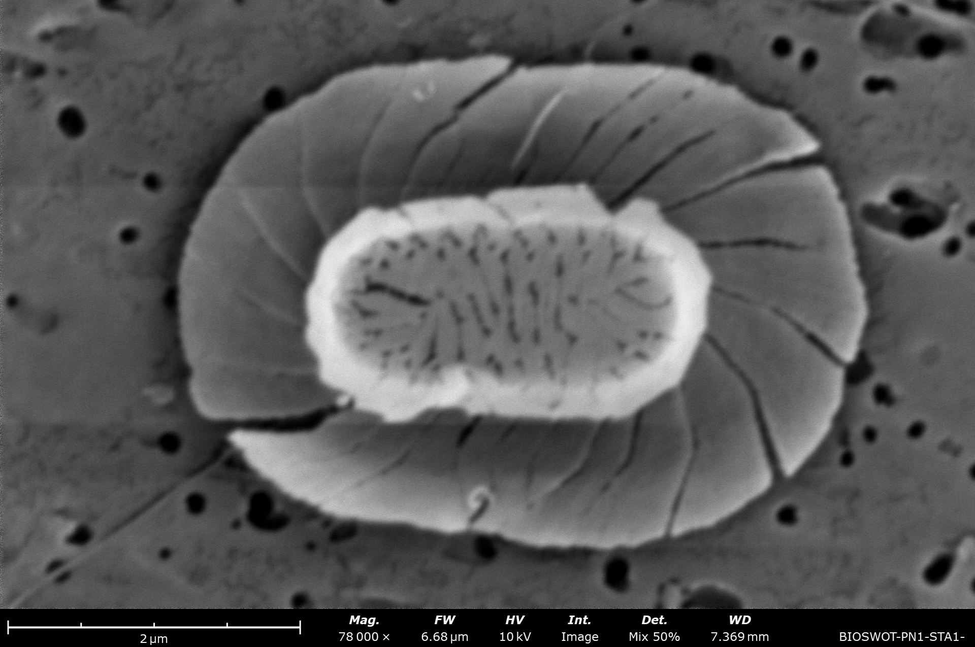 EcoTaxa SEM-Reference-Coccos