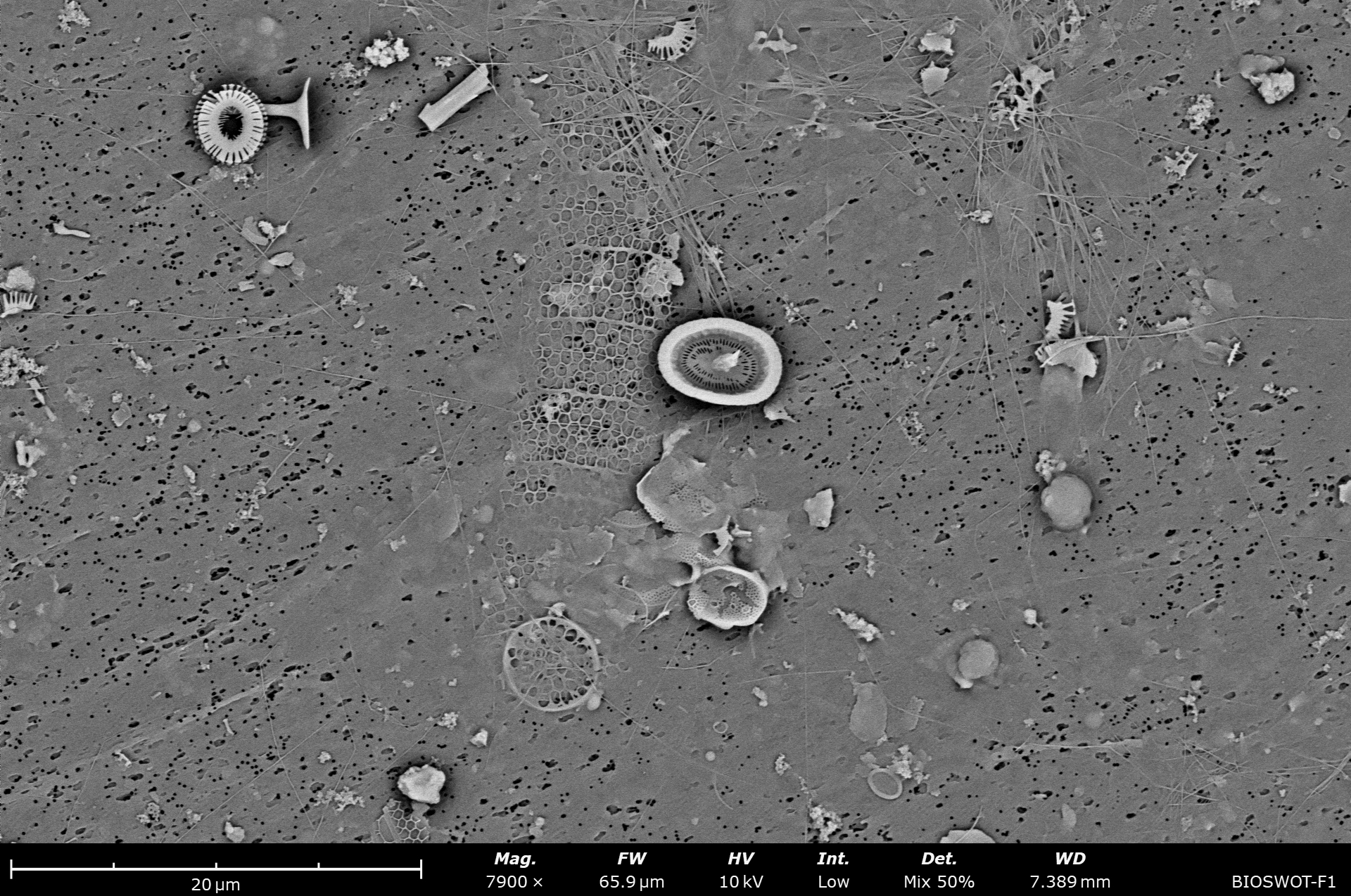 EcoTaxa SEM-Reference-Coccos