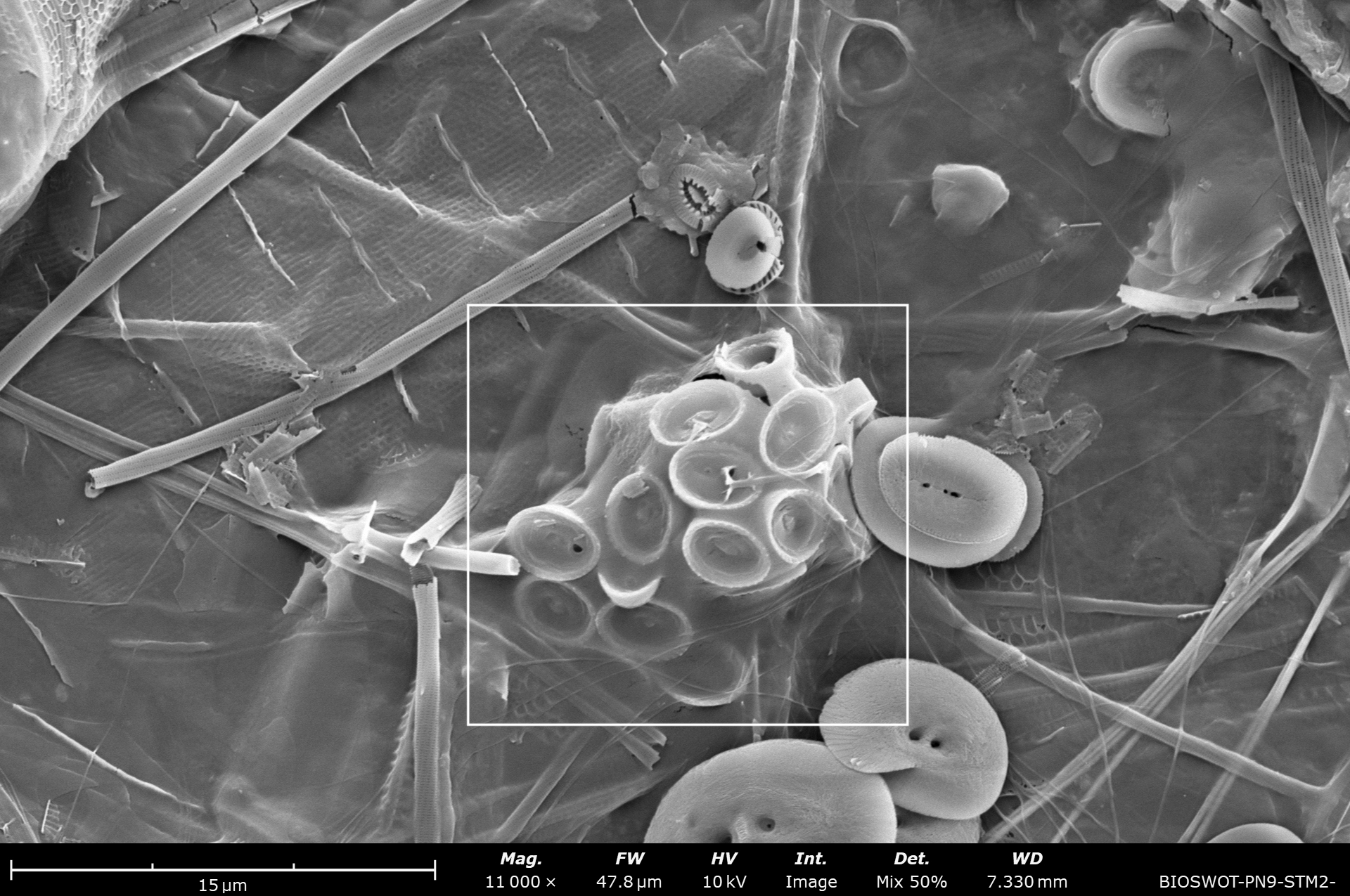 EcoTaxa SEM-Reference-Coccos