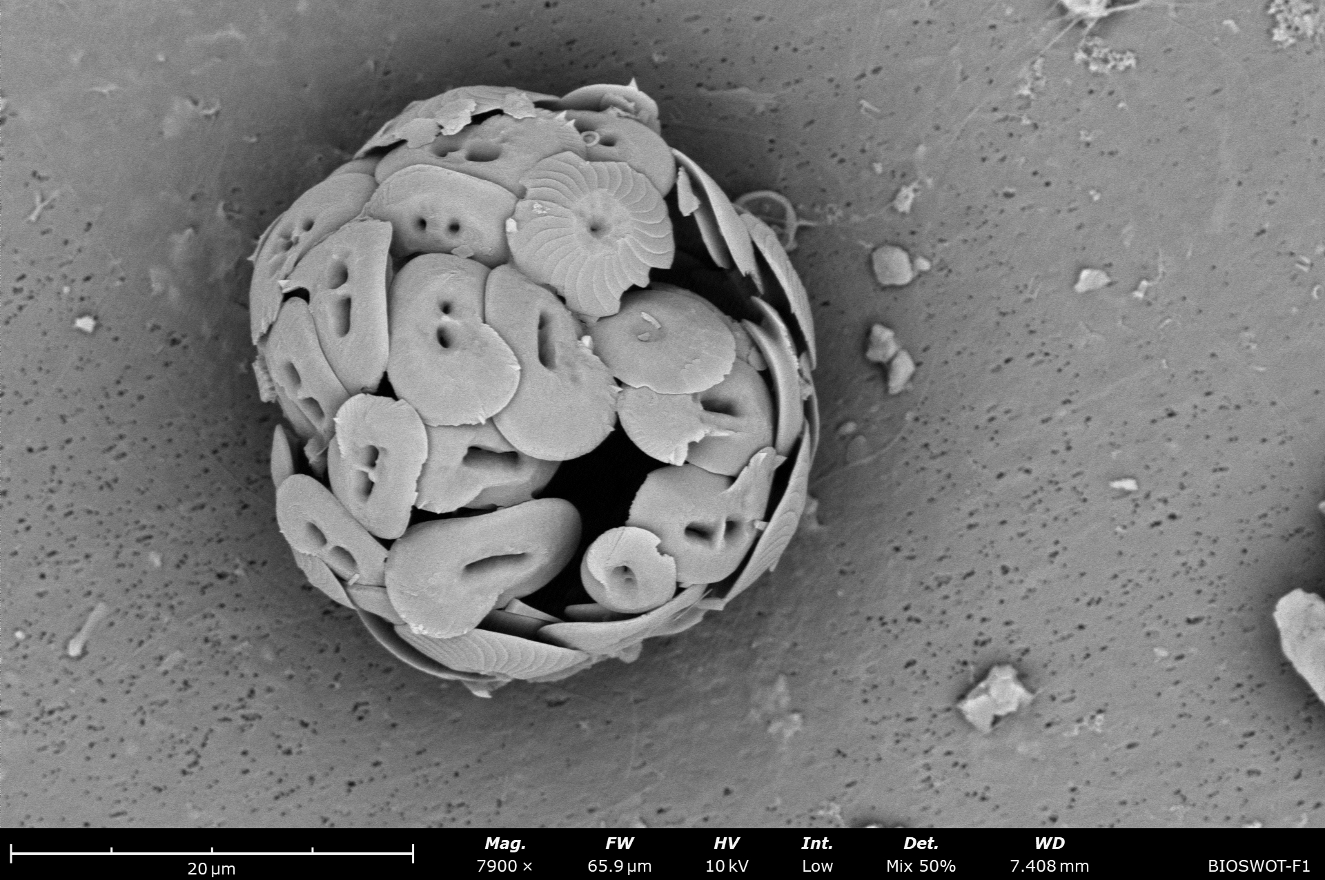 EcoTaxa SEM-Reference-Coccos
