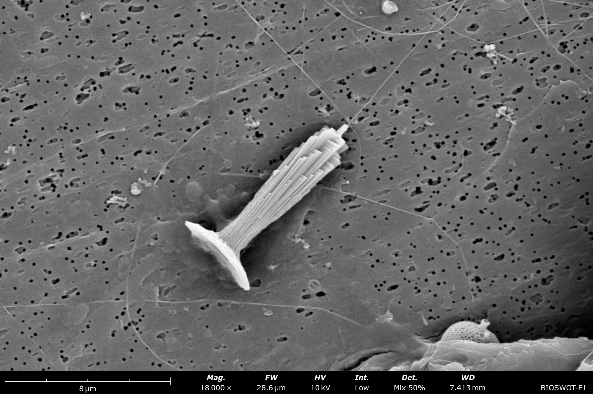 EcoTaxa SEM-Reference-Coccos