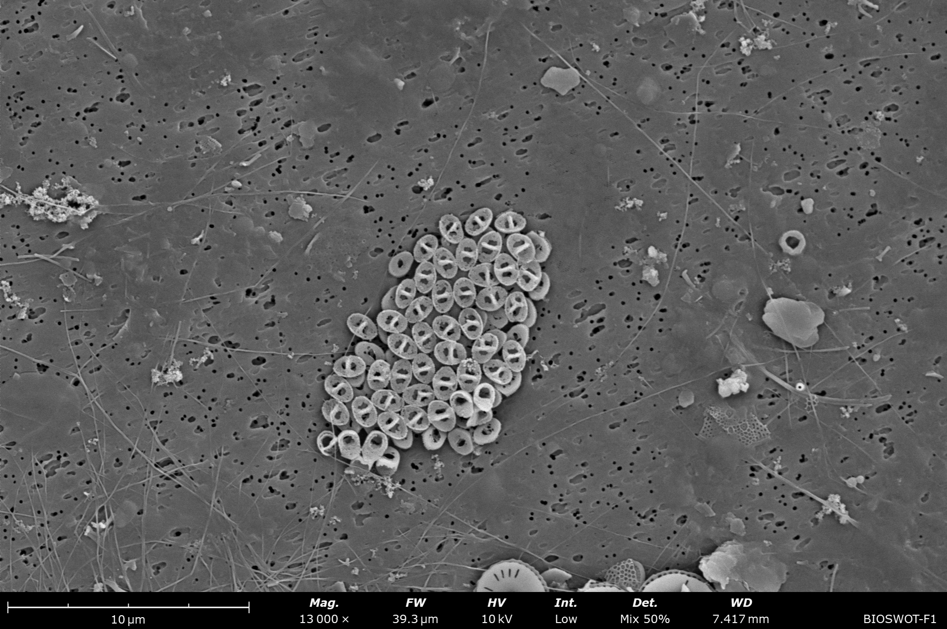 EcoTaxa SEM-Reference-Coccos