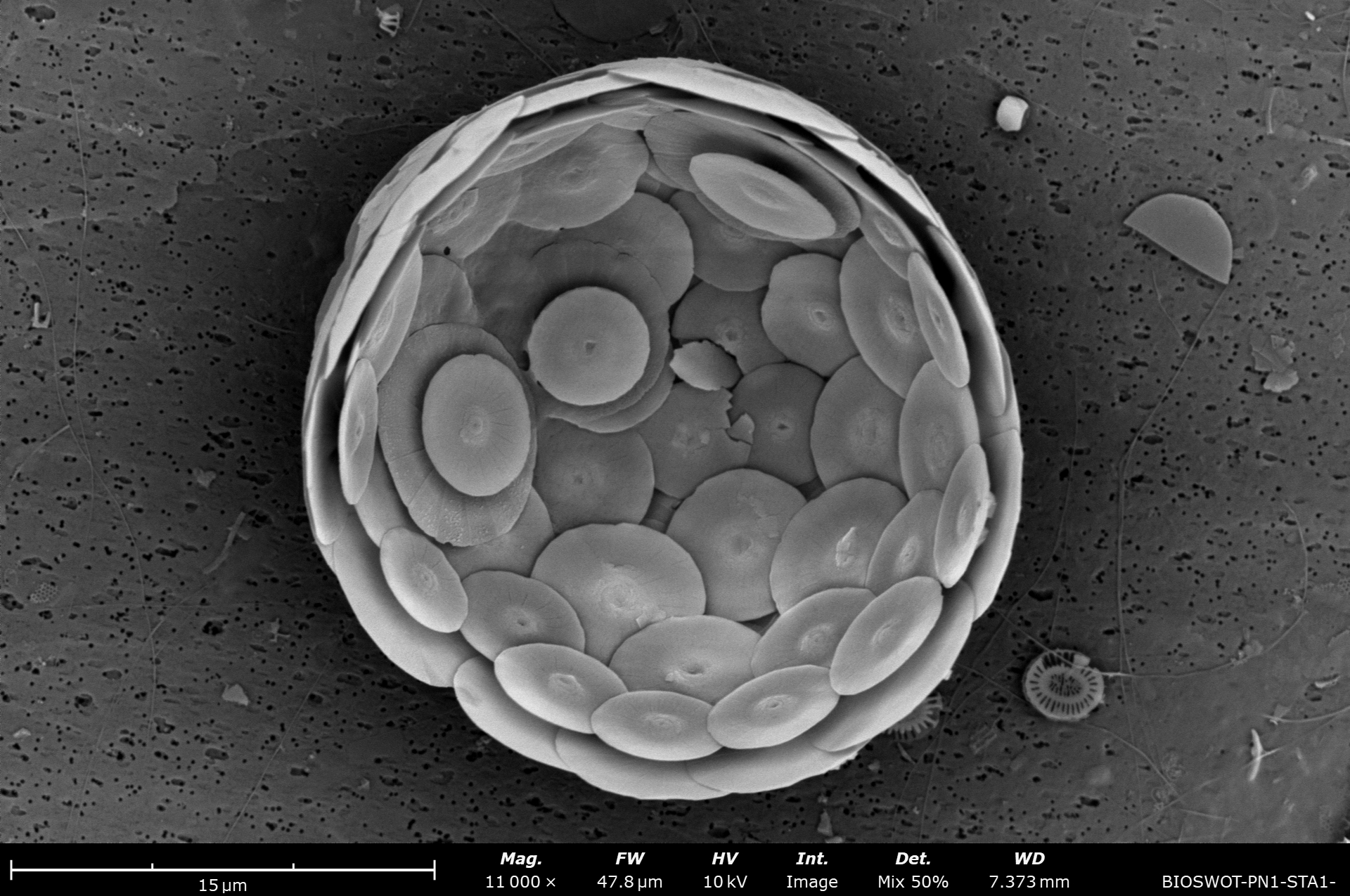 EcoTaxa SEM-Reference-Coccos