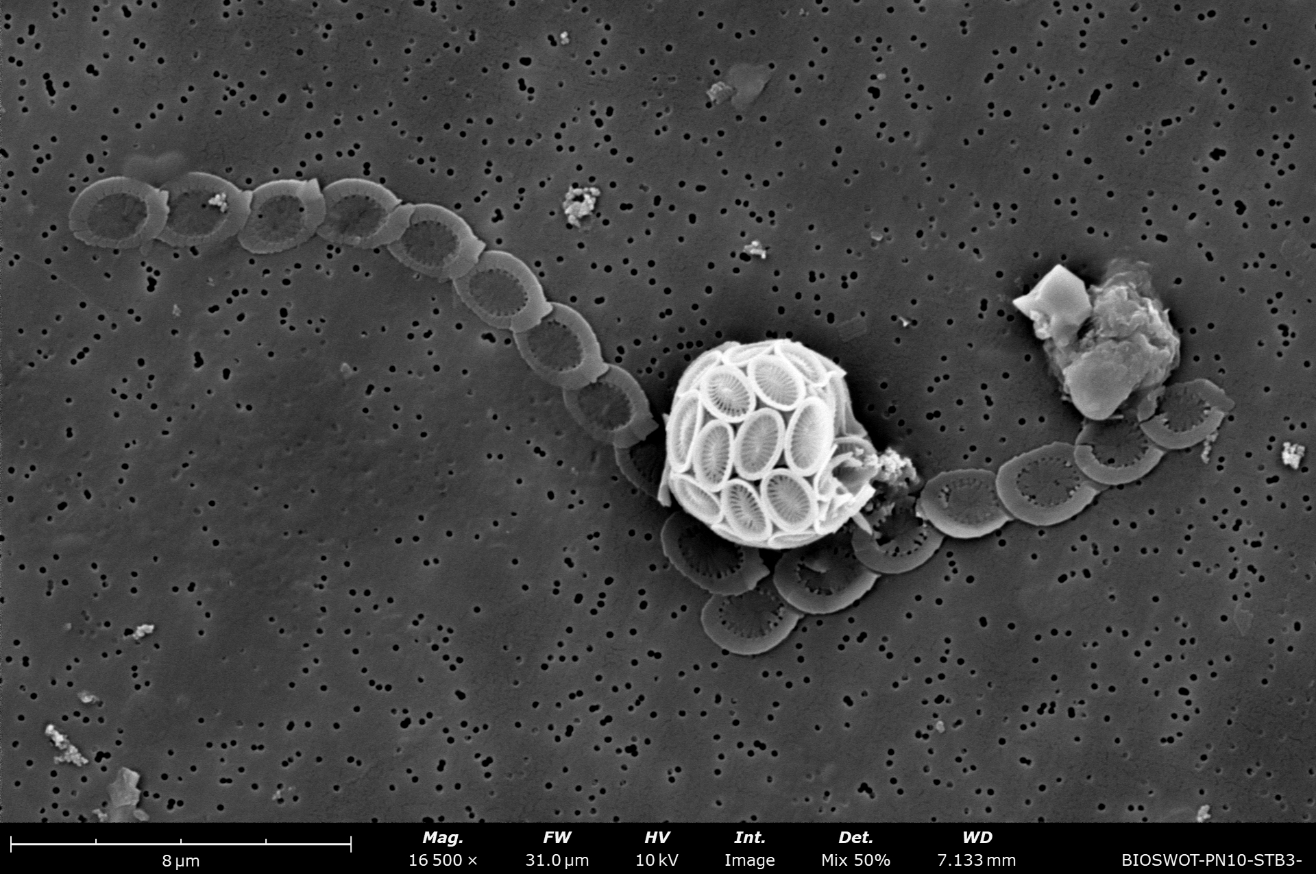 EcoTaxa SEM-Reference-Coccos
